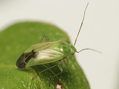 (Miridae) Apolygus lucorum