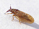 British Bugs Gallery Psylloidea