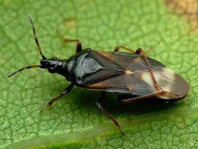 Anthocoridae - Alchetron, The Free Social Encyclopedia