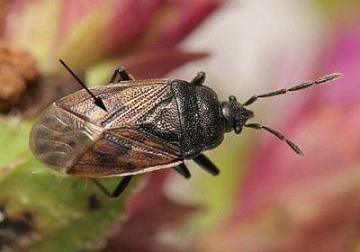 (Lygaeidae) Drymus sylvaticus