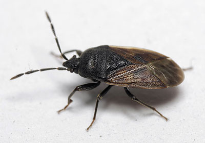 (Lygaeidae) Drymus sylvaticus