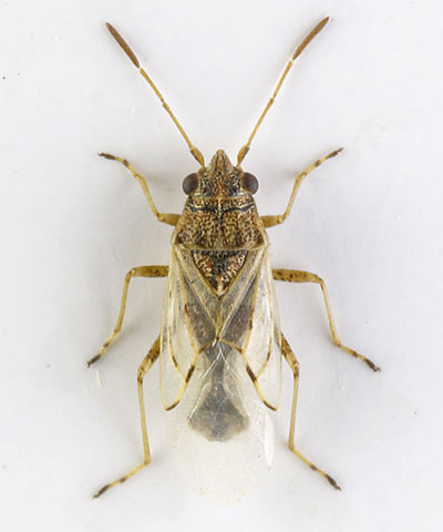 (Lygaeidae) Nysius cymoides