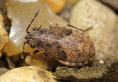 (Lygaeidae) Nysius ericae