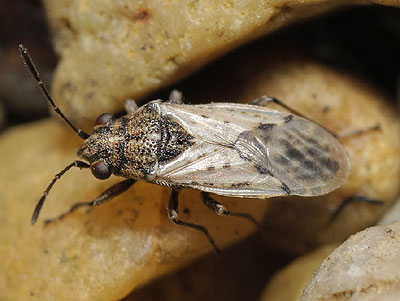 (Lygaeidae) Nysius ericae