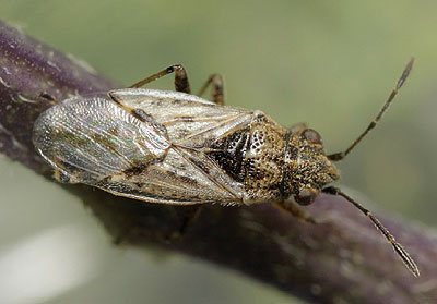 (Lygaeidae) Nysius ericae
