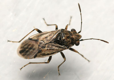 (Lygaeidae) Nysius ericae