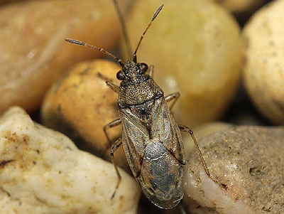(Lygaeidae) Nysius senecionis