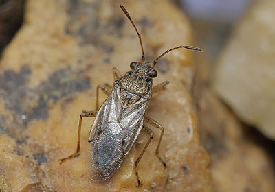 (Lygaeidae) Nysius senecionis