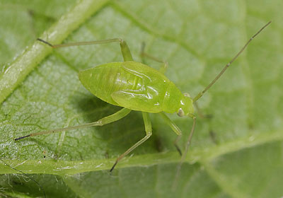 (Miridae) Lygocoris pabulinus Common Green Capsid