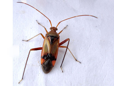 (Miridae) Megacoelum infusum