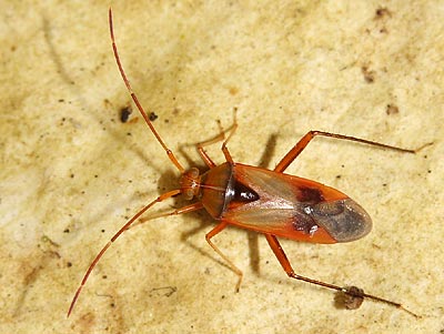 (Miridae) Megacoelum infusum