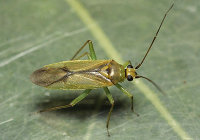 (Miridae) Orthotylus bilineatus