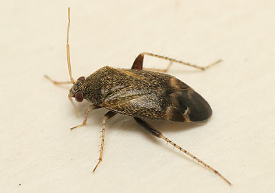 (Miridae) Psallus perrisi
