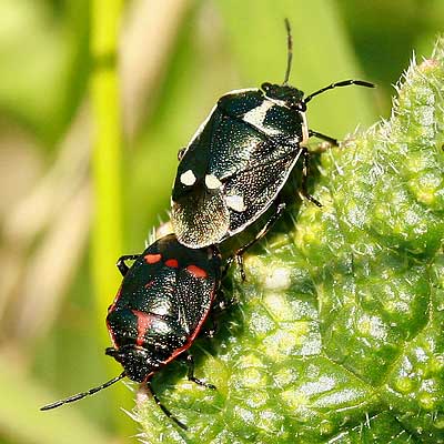 (Pentatomidae) Eurydema oleracea