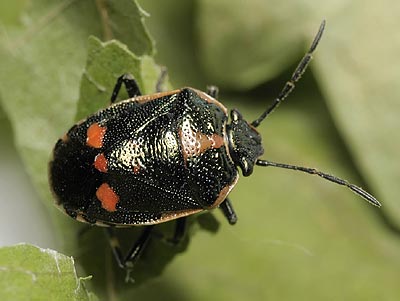 (Pentatomidae) Eurydema oleracea