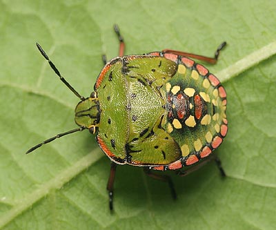 Nezara Viridula Alchetron The Free Social Encyclopedia