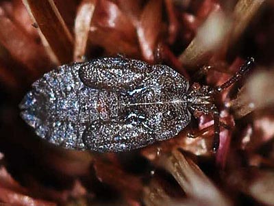 (Tingidae) Tingis cardui Spear Thistle Lacebug