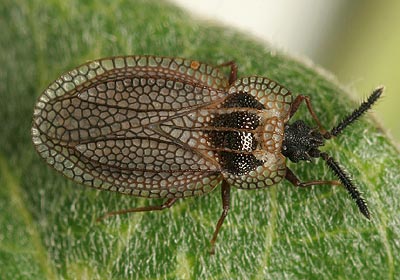 (Tingidae) Kalama tricornis