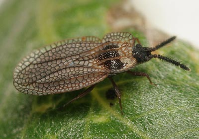(Tingidae) Kalama tricornis
