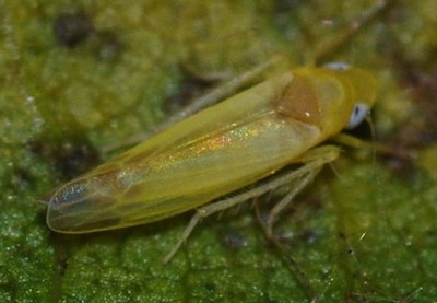 (Cicadellidae) Alnetoidea alneti