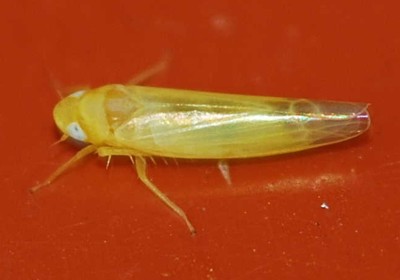 (Cicadellidae) Alnetoidea alneti