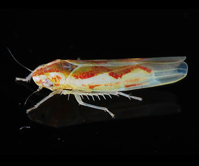 (Cicadellidae) Zygina angusta