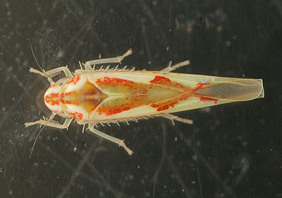 (Cicadellidae) Zygina angusta